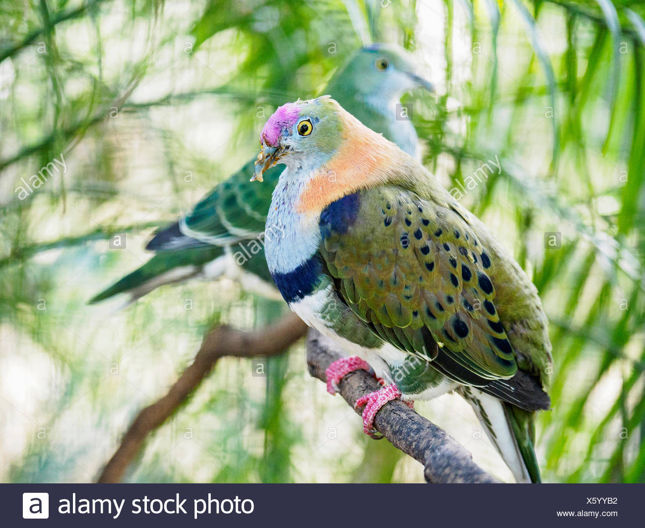 Ptilinopus Stock Photos & Ptilinopus Stock Images - Alamy