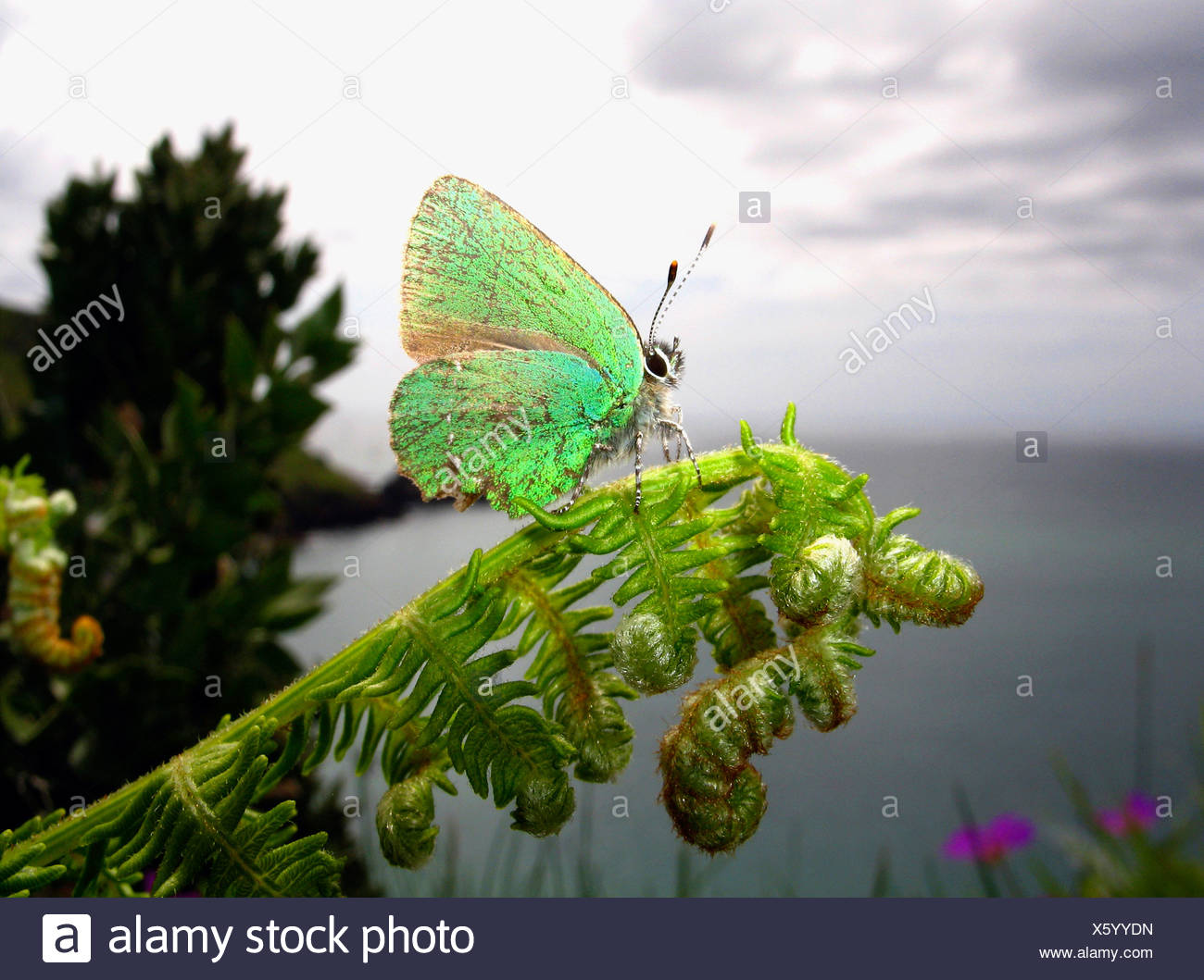 Butterfly On Fern High Resolution Stock Photography and Images - Alamy