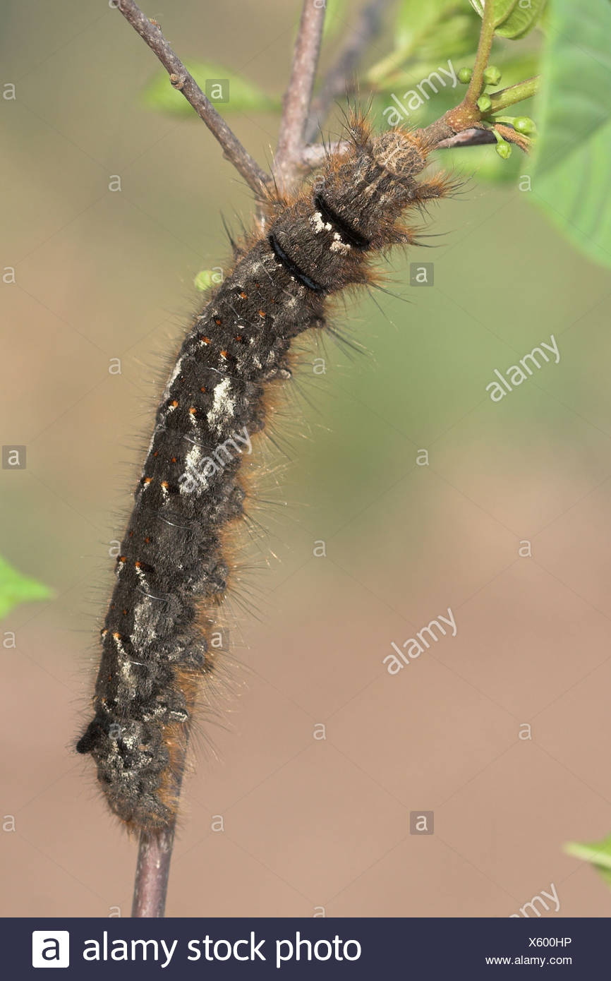 Rups Van Het Eikenblad High Resolution Stock Photography and Images - Alamy