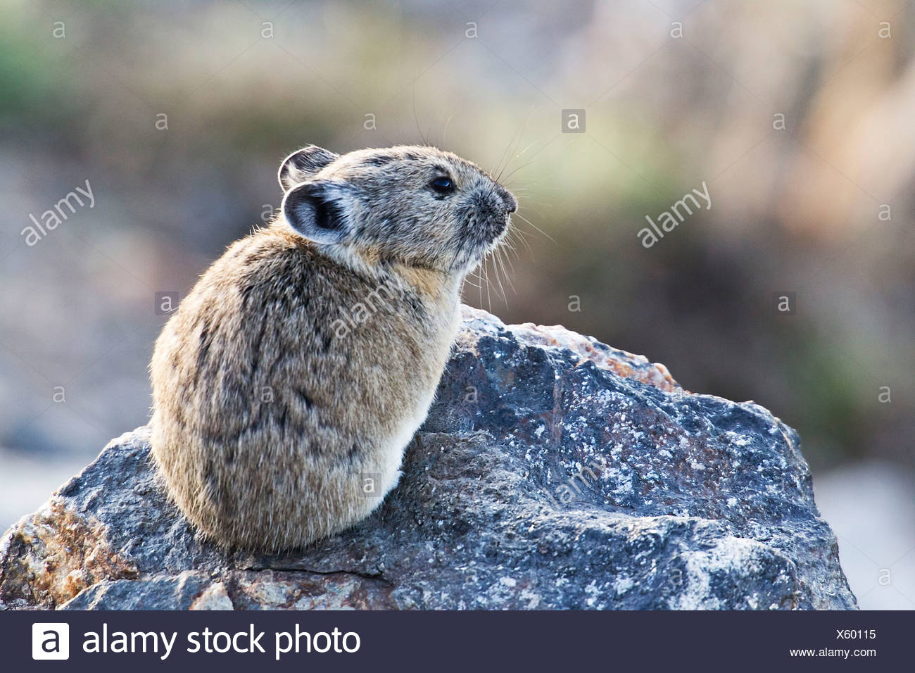 Pikas Stock Photos & Pikas Stock Images - Alamy