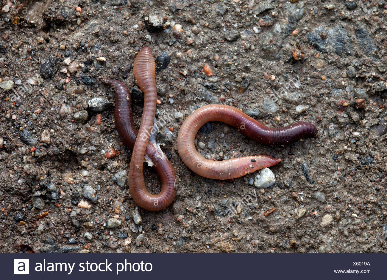 Lumbricidae Stock Photos & Lumbricidae Stock Images - Alamy