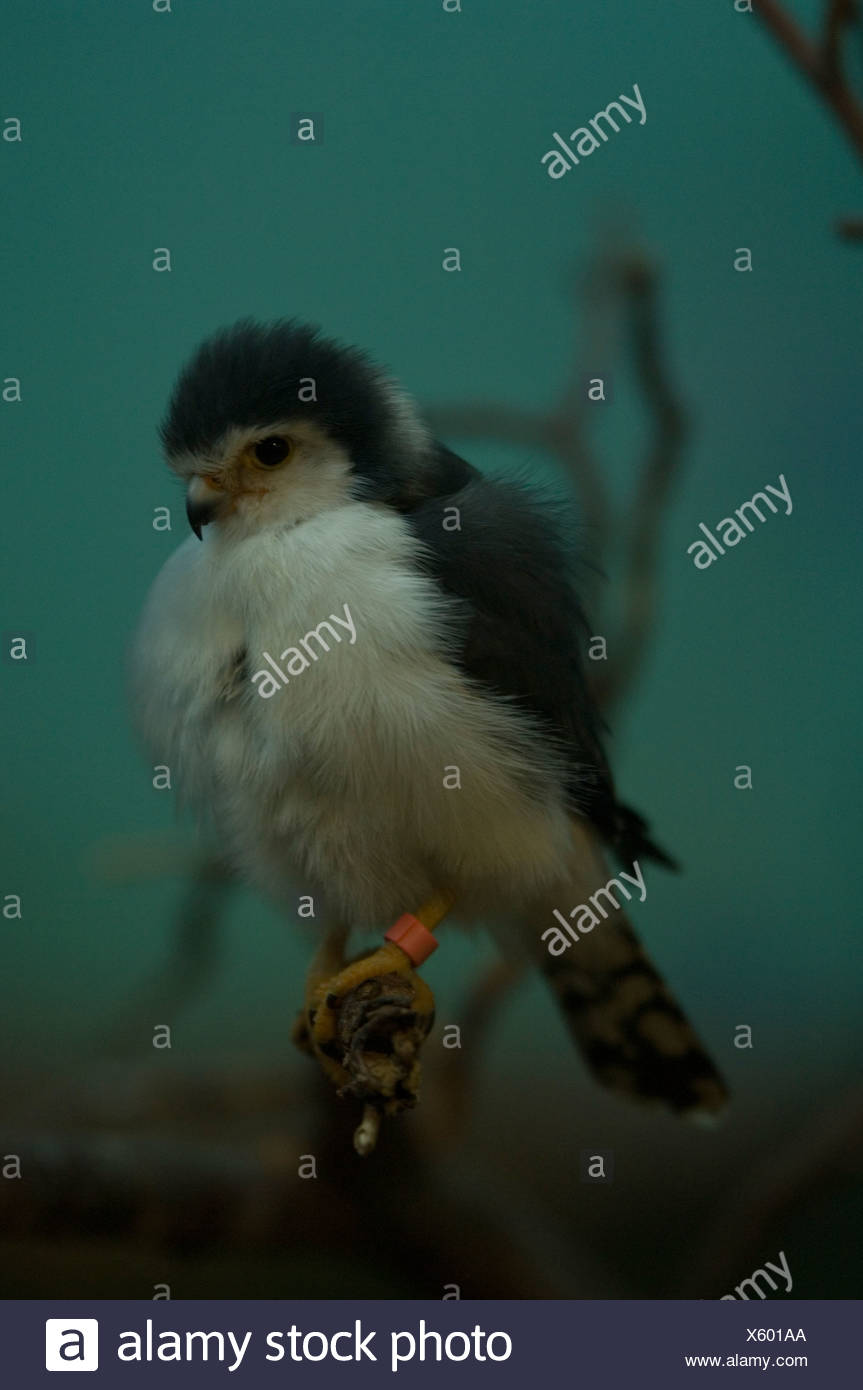 African Pygmy Falcon High Resolution Stock Photography and Images - Alamy