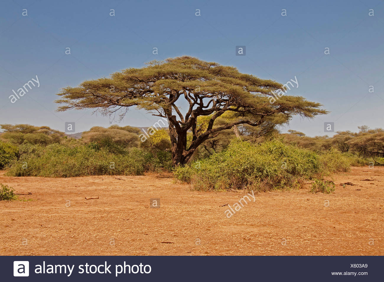 Umbrella Thorn Acacia Trees High Resolution Stock Photography and ...