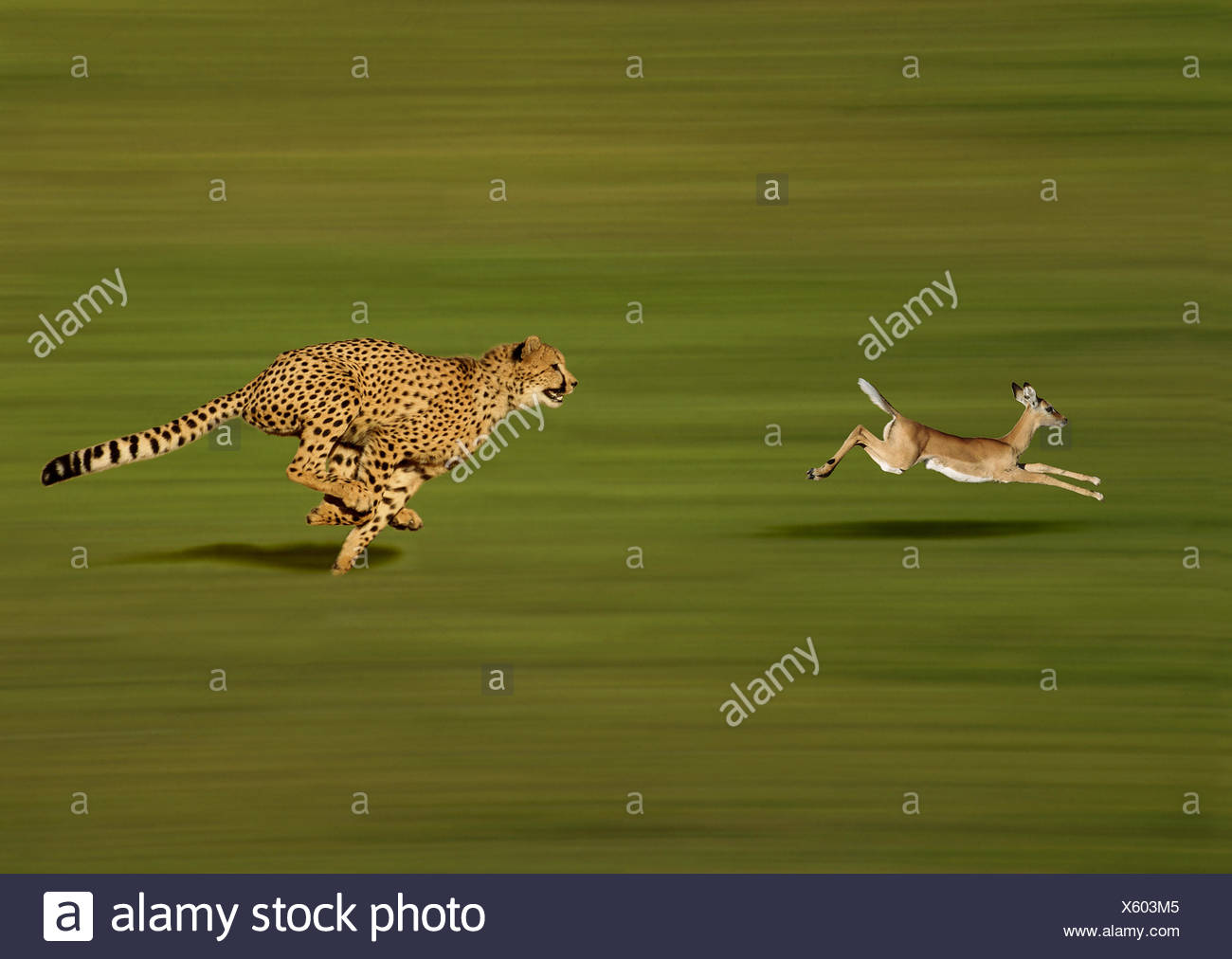 Cheetah Chasing Gazelle High Resolution Stock Photography and Images ...