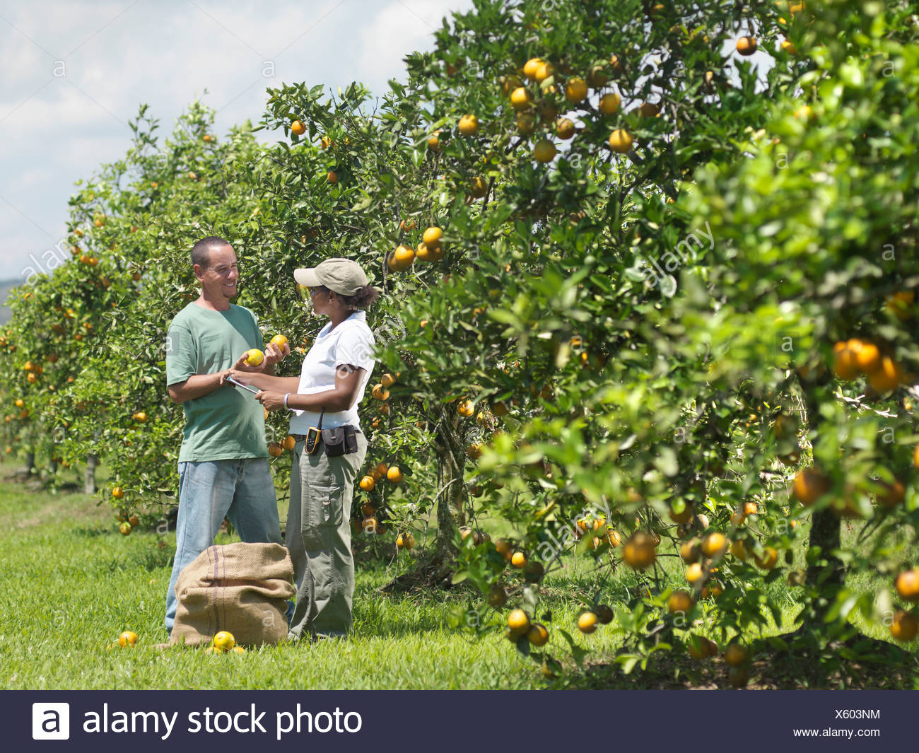Man Picking Oranges Orange Harvest High Resolution Stock Photography ...