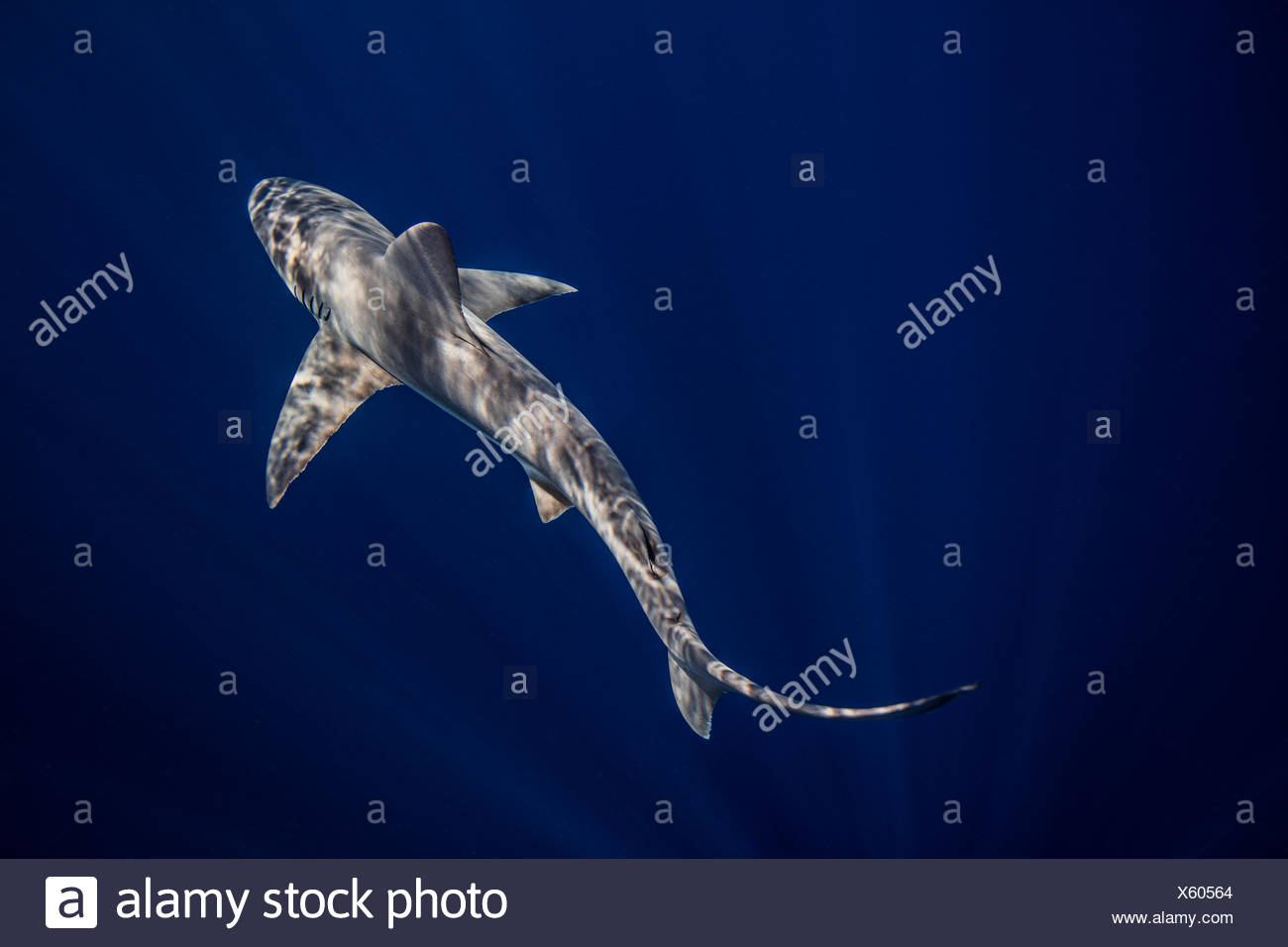 Sandbar Shark High Resolution Stock Photography and Images - Alamy
