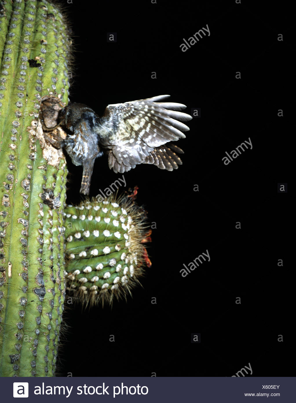 Elf Owl Stock Photos & Elf Owl Stock Images - Alamy