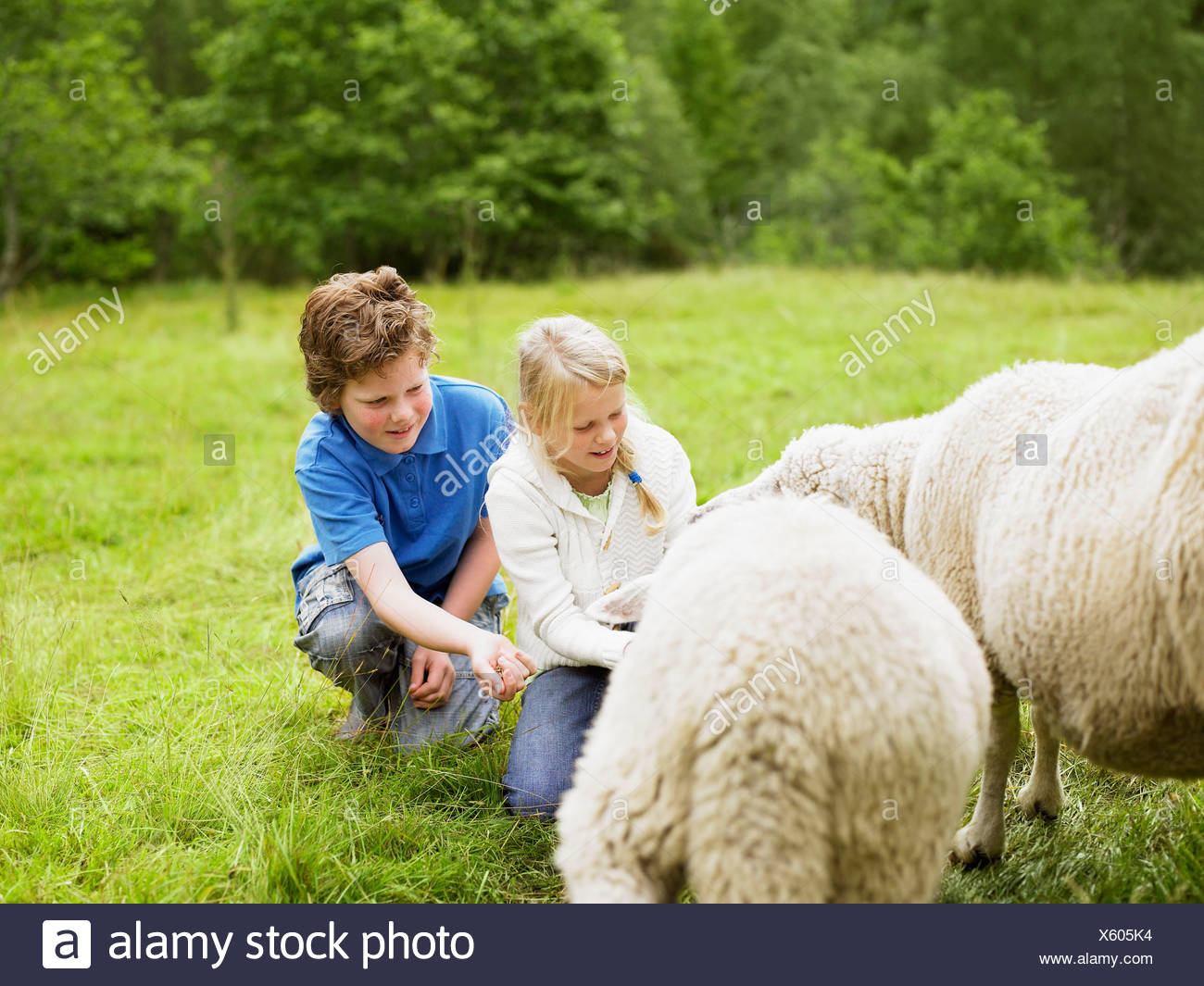 Feeding Sheep Stock Photos & Feeding Sheep Stock Images - Alamy