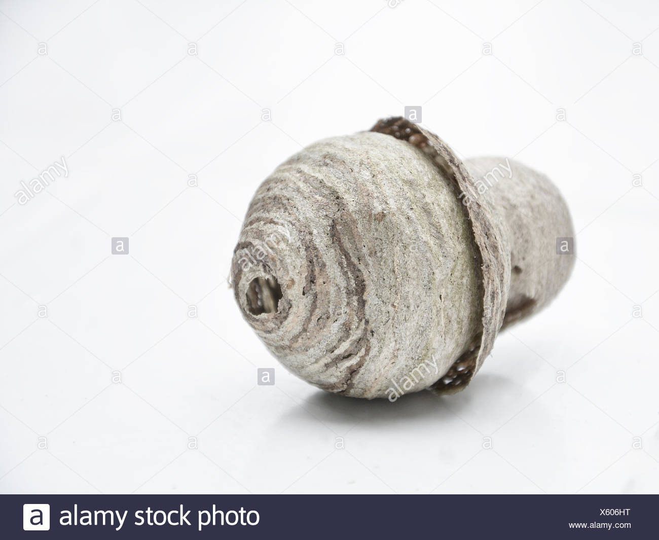 Paper Wasp Nest Hanging High Resolution Stock Photography and Images ...