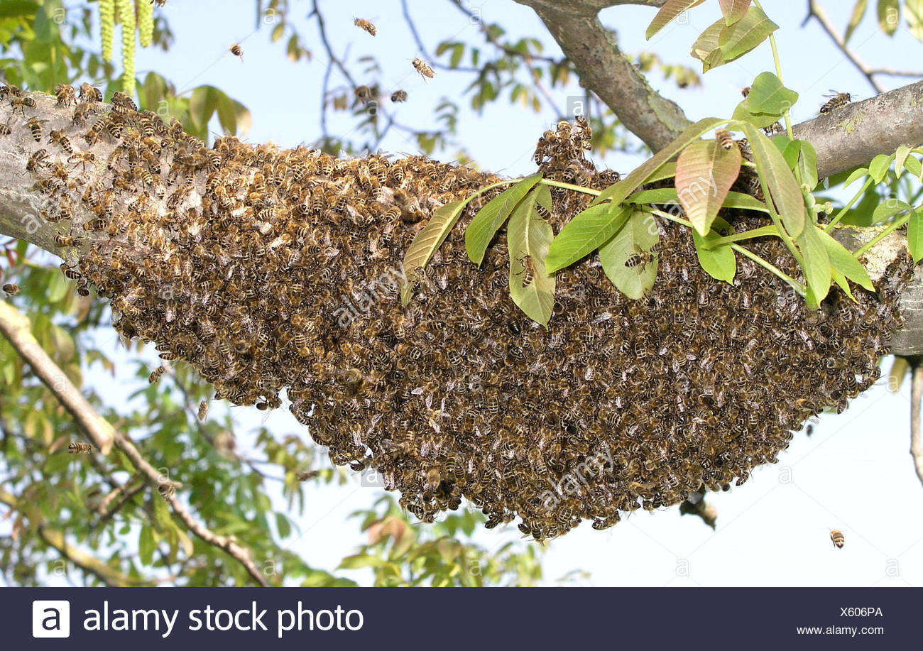 Swarm Of Insects Stock Photos & Swarm Of Insects Stock Images - Alamy