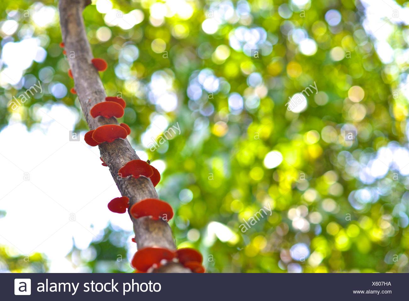 Red Fungi Stock Photos & Red Fungi Stock Images - Alamy
