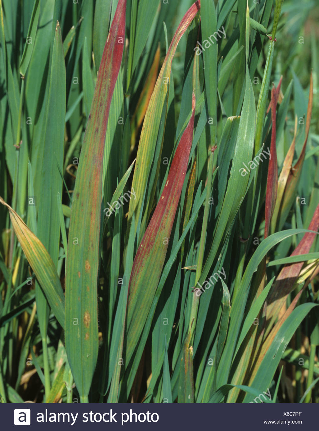 Bydv Barley Yellow Dwarf Virus High Resolution Stock Photography and ...