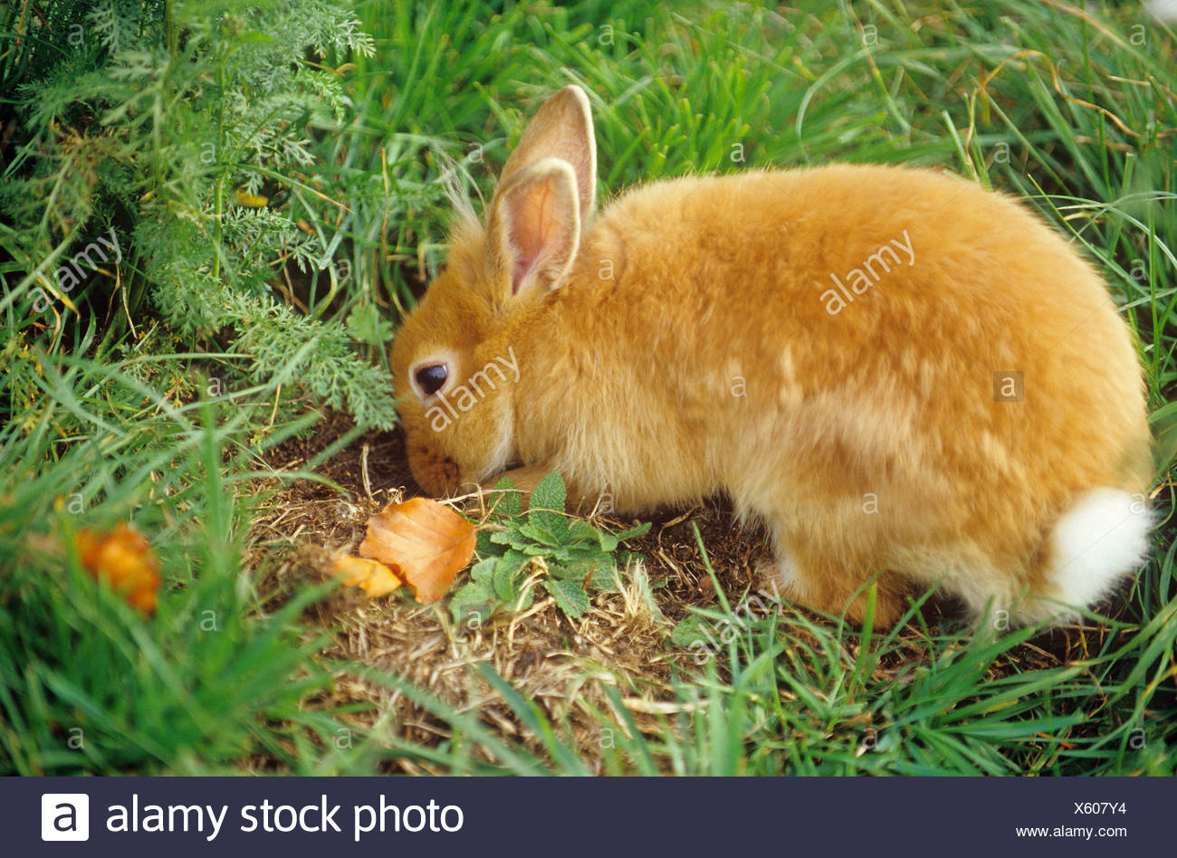 Rabbit Digging Stock Photos & Rabbit Digging Stock Images - Alamy