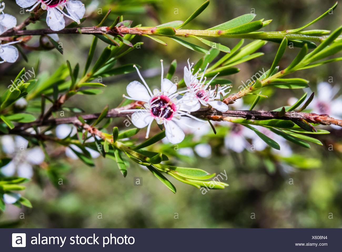 Manuka Honey High Resolution Stock Photography and Images - Alamy