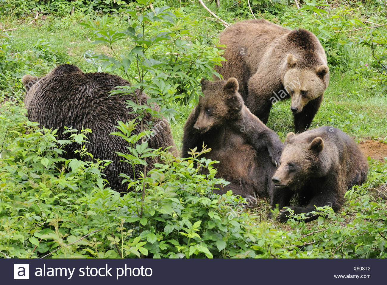 European Brown Bear Cubs Stock Photos & European Brown Bear Cubs Stock ...