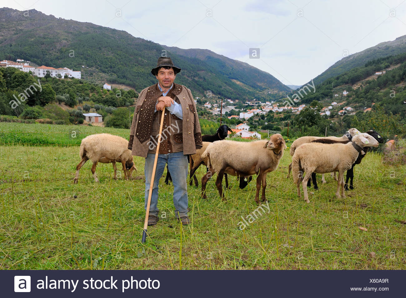 Sheep Herder High Resolution Stock Photography and Images - Alamy