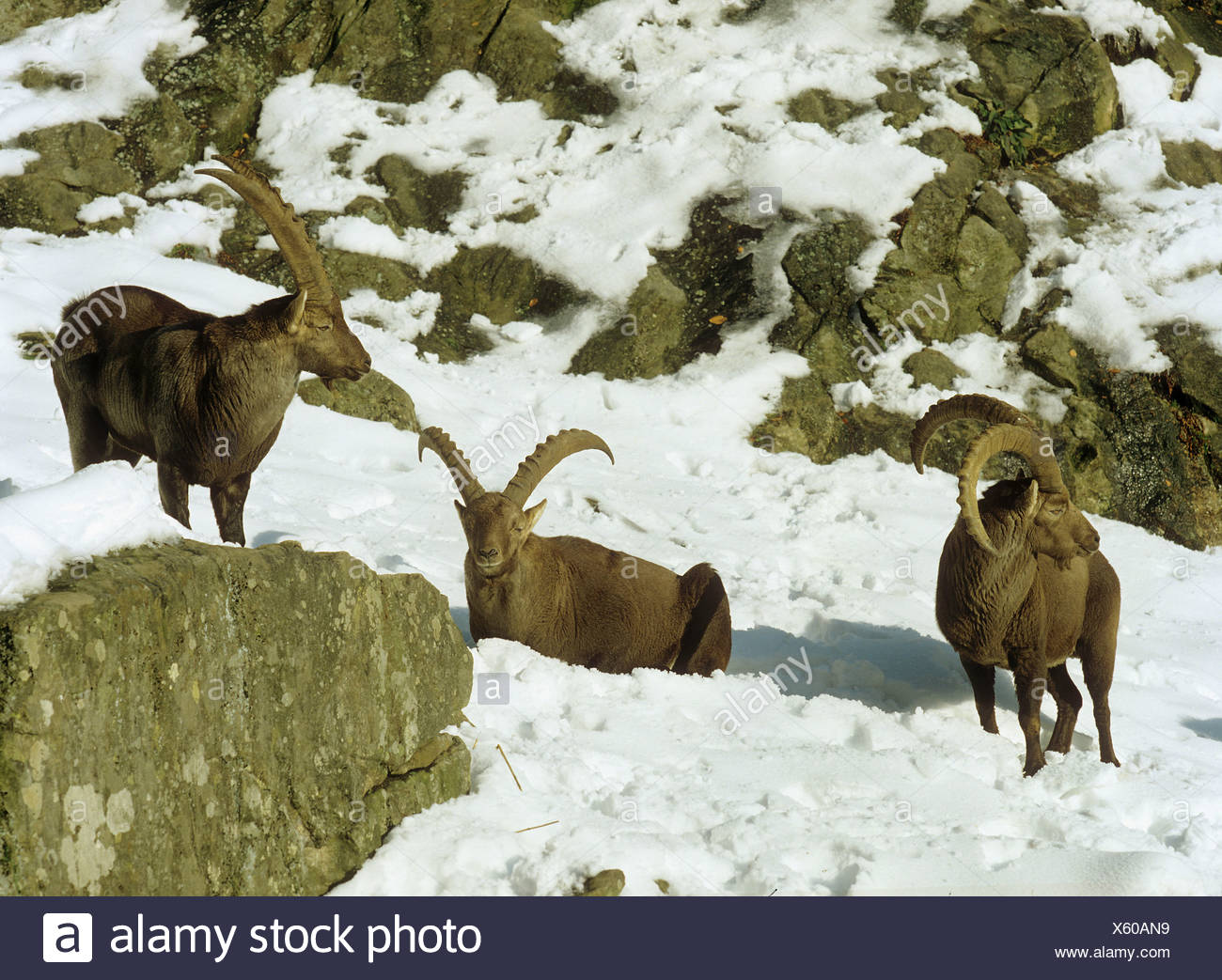 Ibexes High Resolution Stock Photography and Images - Alamy