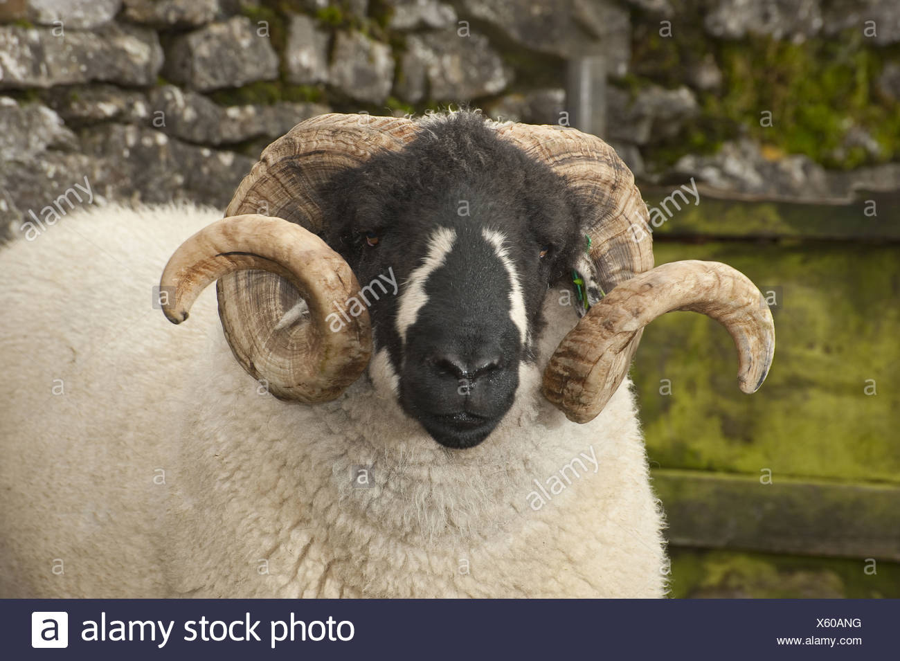 Lonk Sheep Stock Photos & Lonk Sheep Stock Images - Alamy