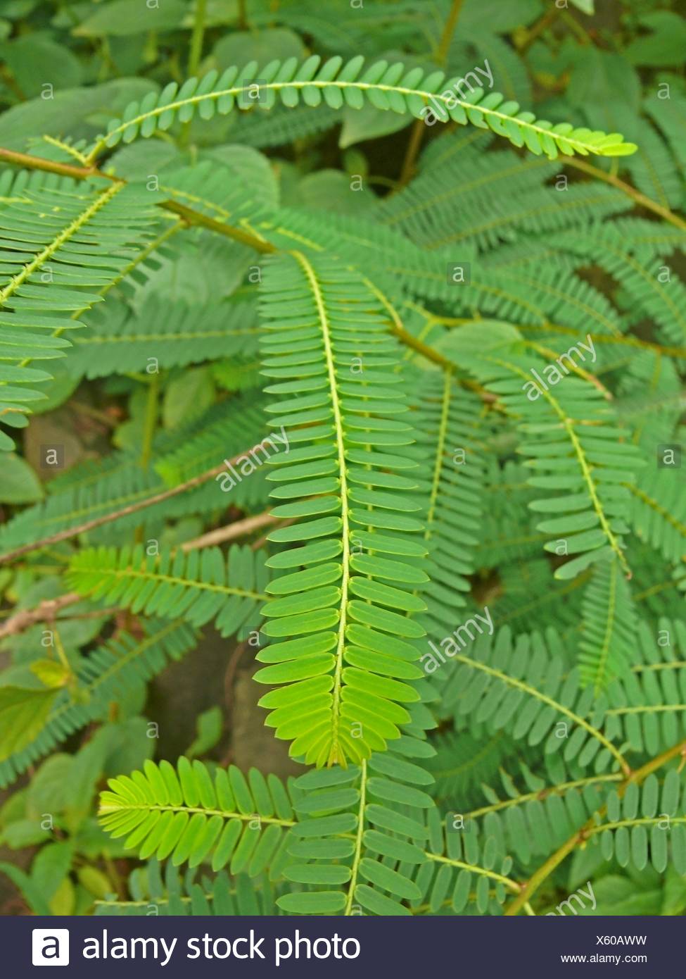 Amla Tree Stock Photos & Amla Tree Stock Images - Alamy