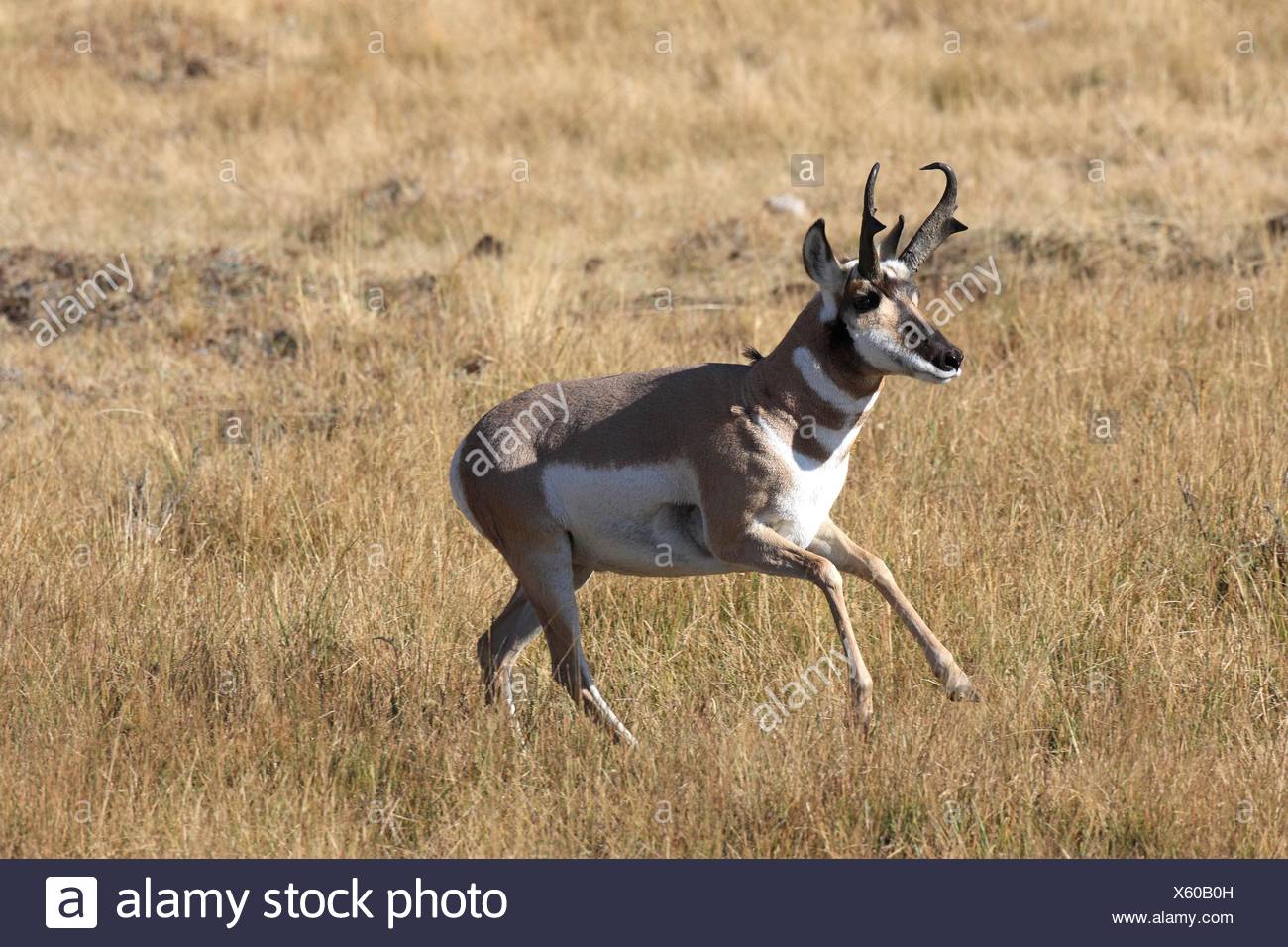 Pronghorn Antelope Running High Resolution Stock Photography and Images ...