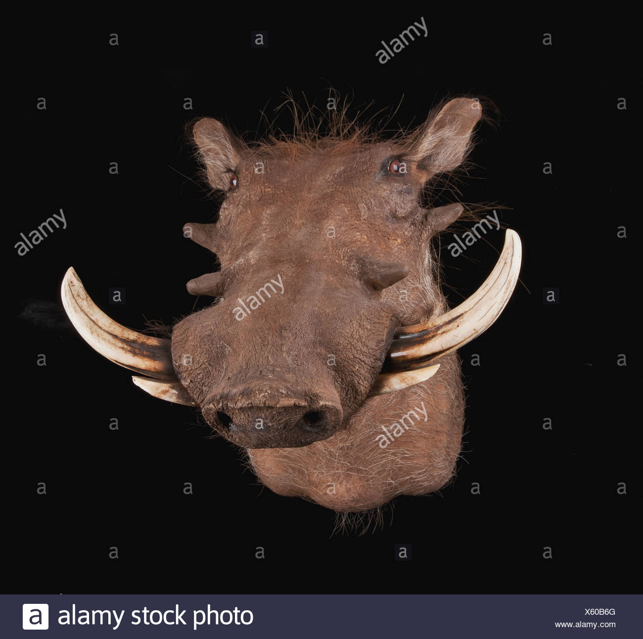 Warthog Head Stock Photos & Warthog Head Stock Images - Alamy