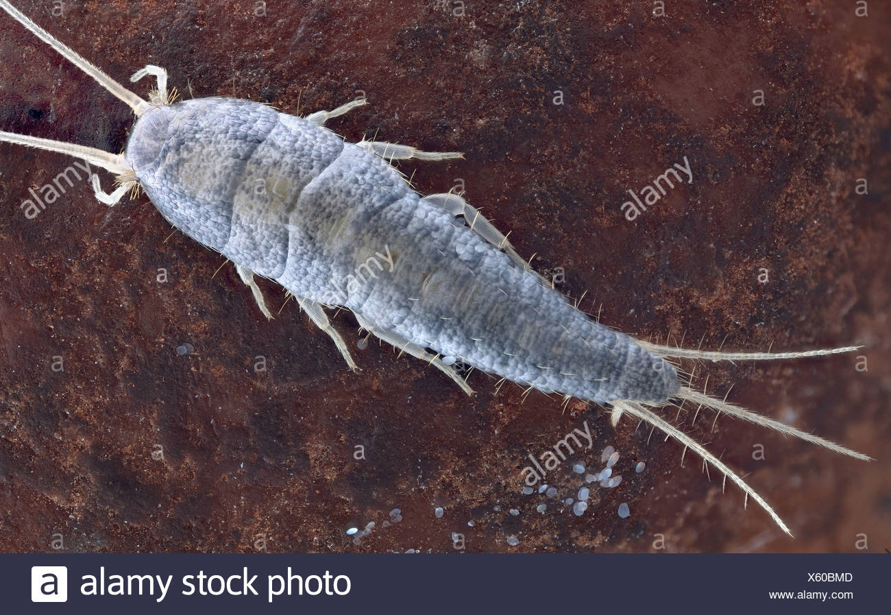 Silverfish Close Up High Resolution Stock Photography and Images - Alamy