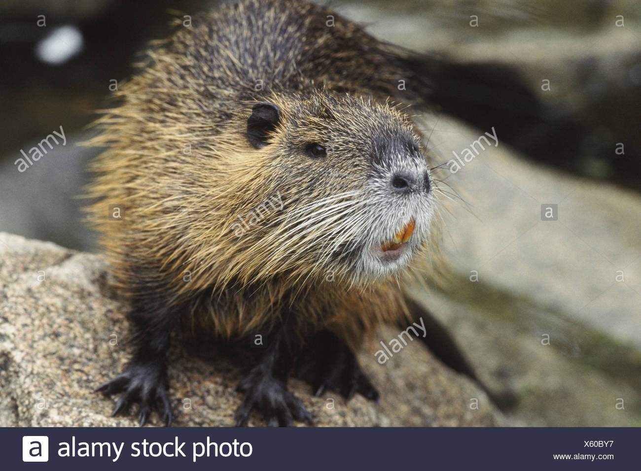 Beaver Rat Stock Photos & Beaver Rat Stock Images - Alamy