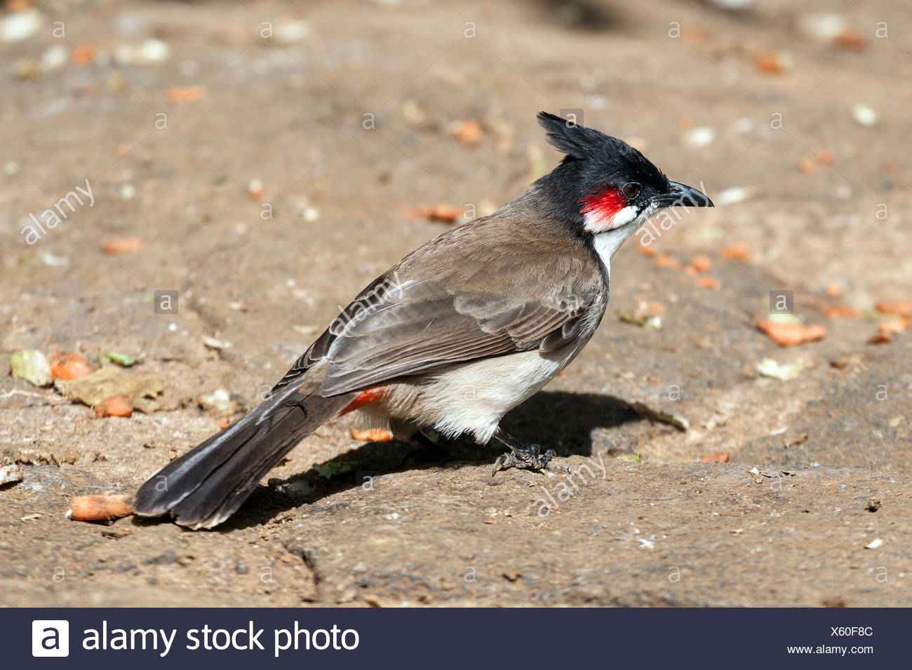 Mauritius Bird Stock Photos & Mauritius Bird Stock Images - Alamy