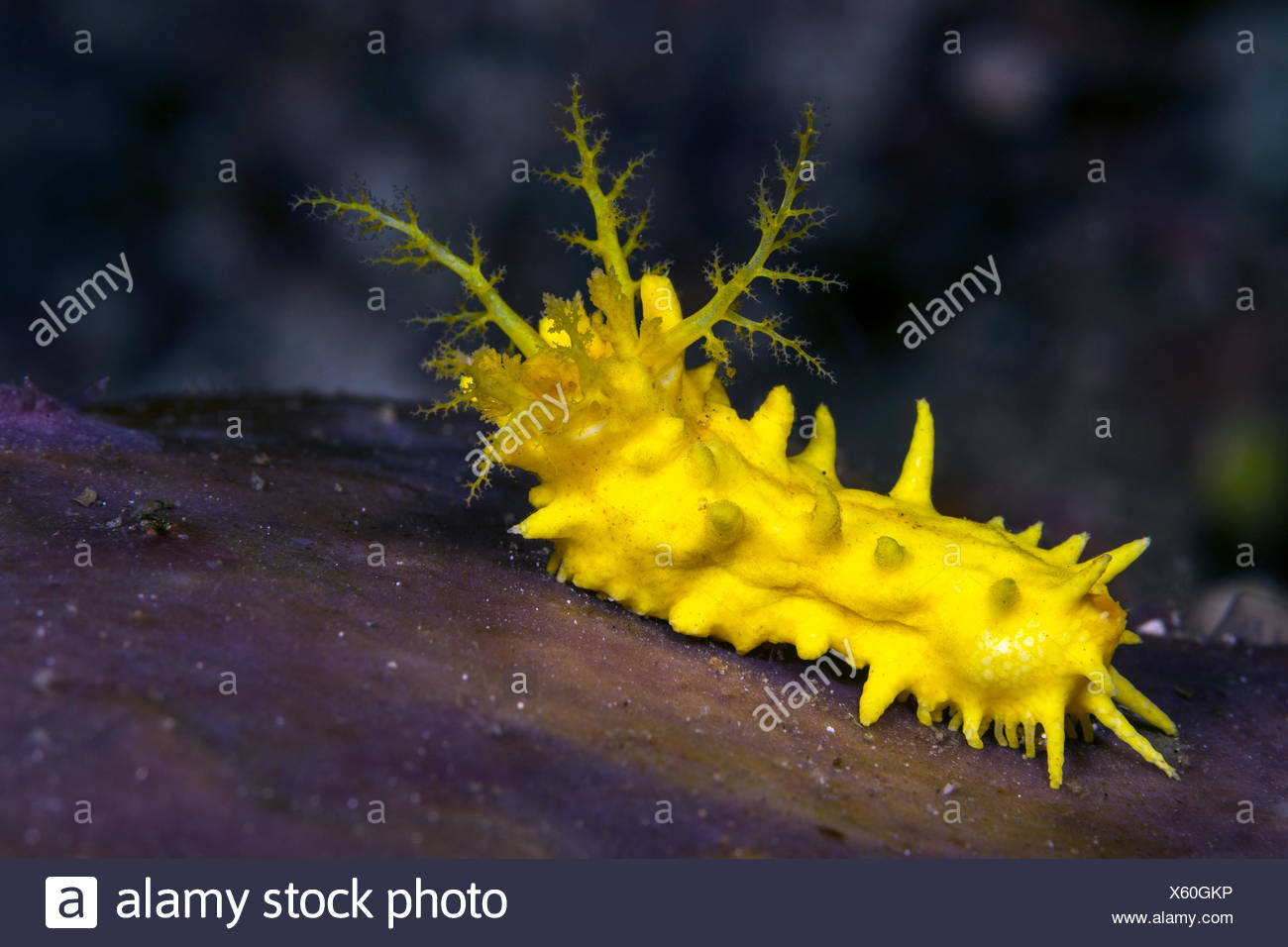 Sea Cucumber High Resolution Stock Photography and Images - Alamy