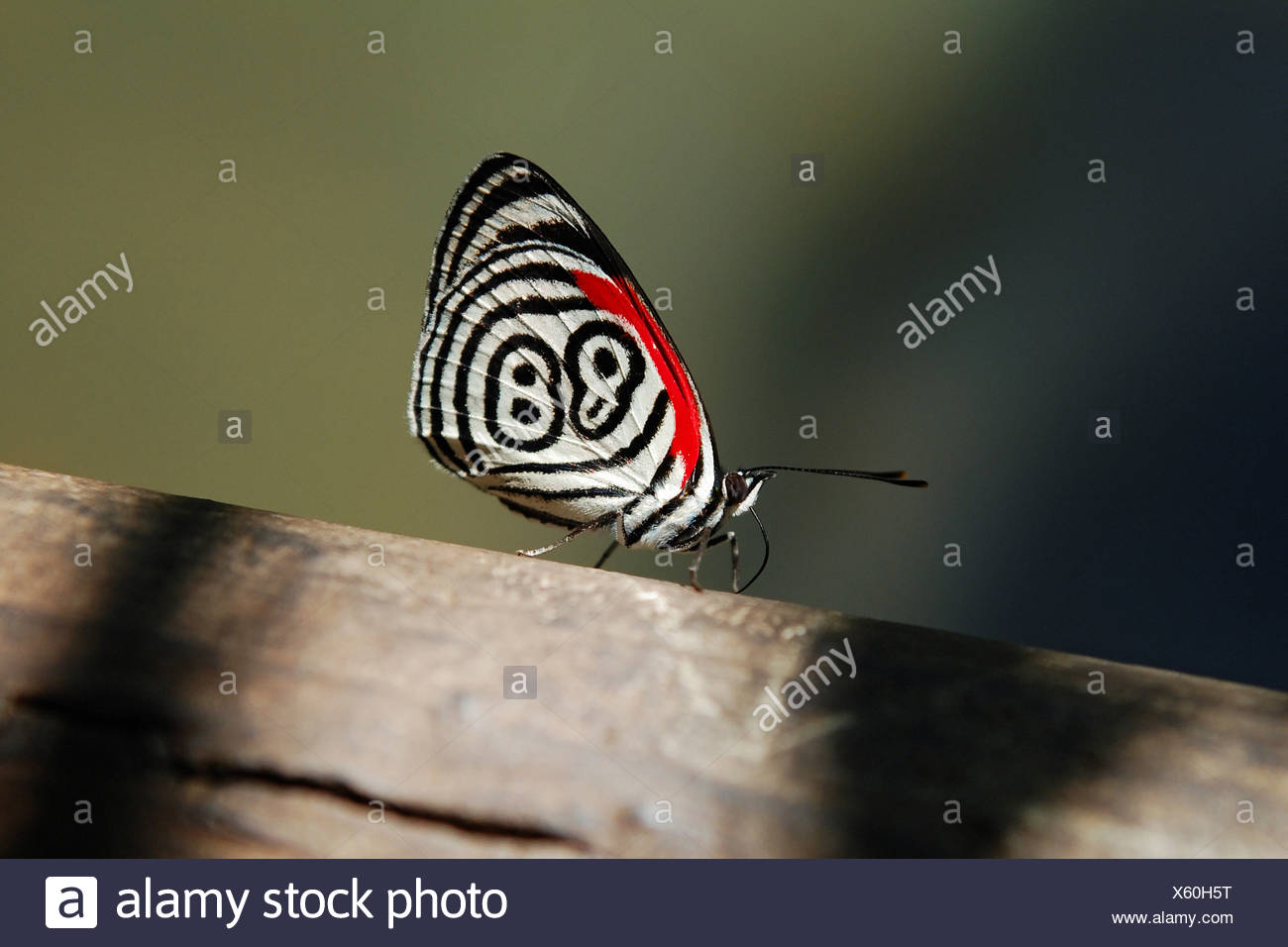 88 High Resolution Stock Photography and Images - Alamy