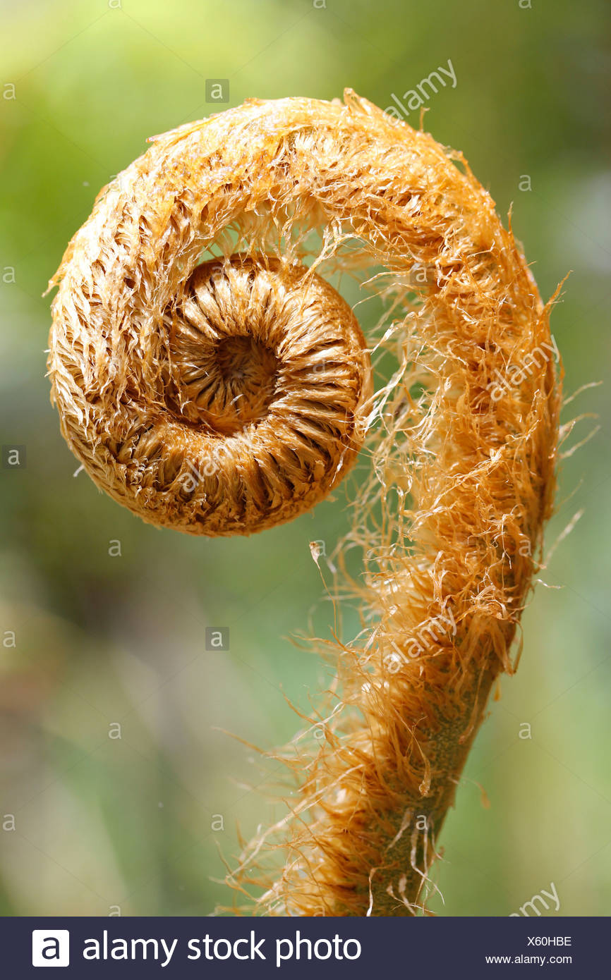 Cibotium High Resolution Stock Photography and Images - Alamy