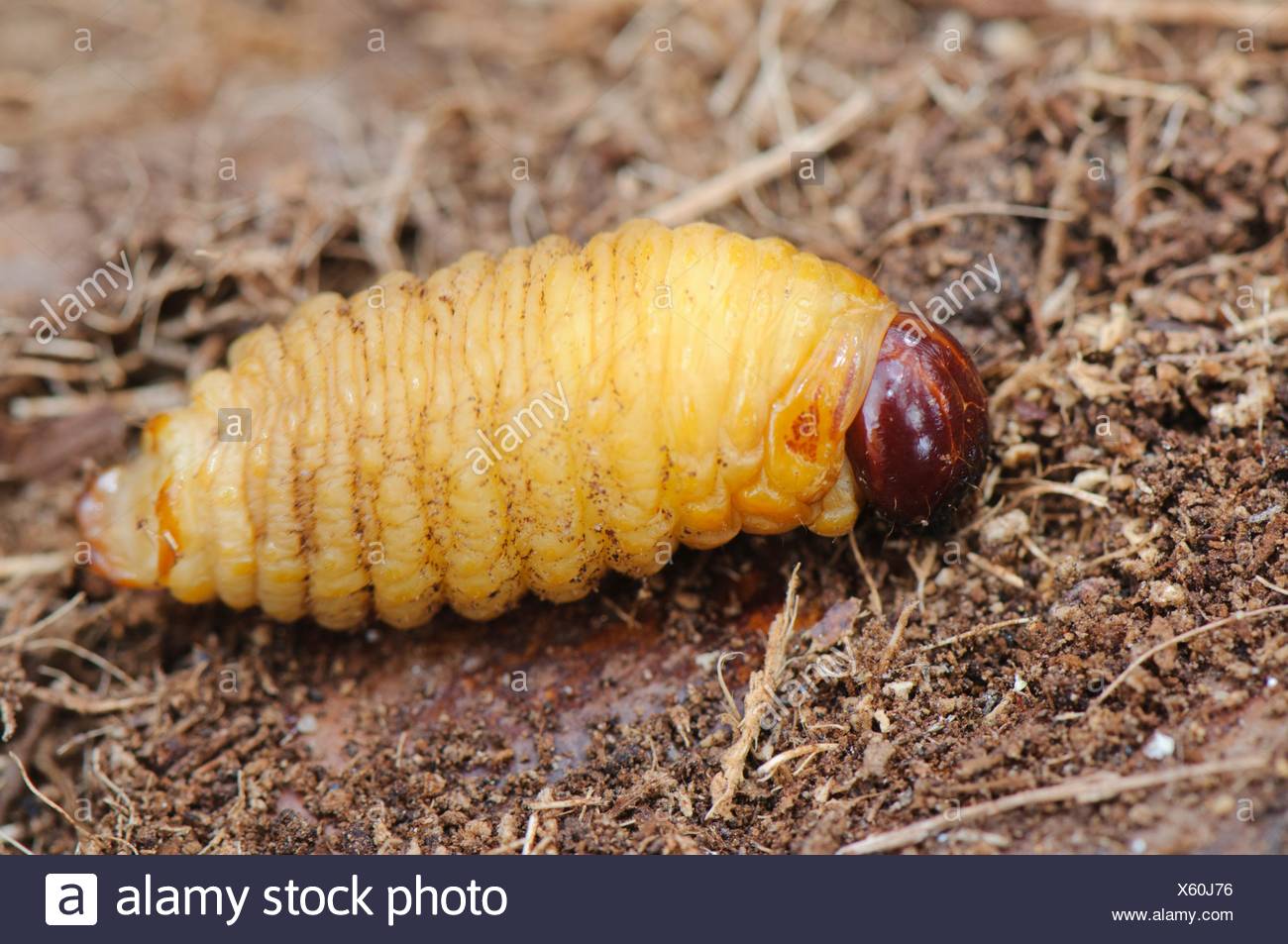 Palm Weevil Larvae High Resolution Stock Photography and Images - Alamy