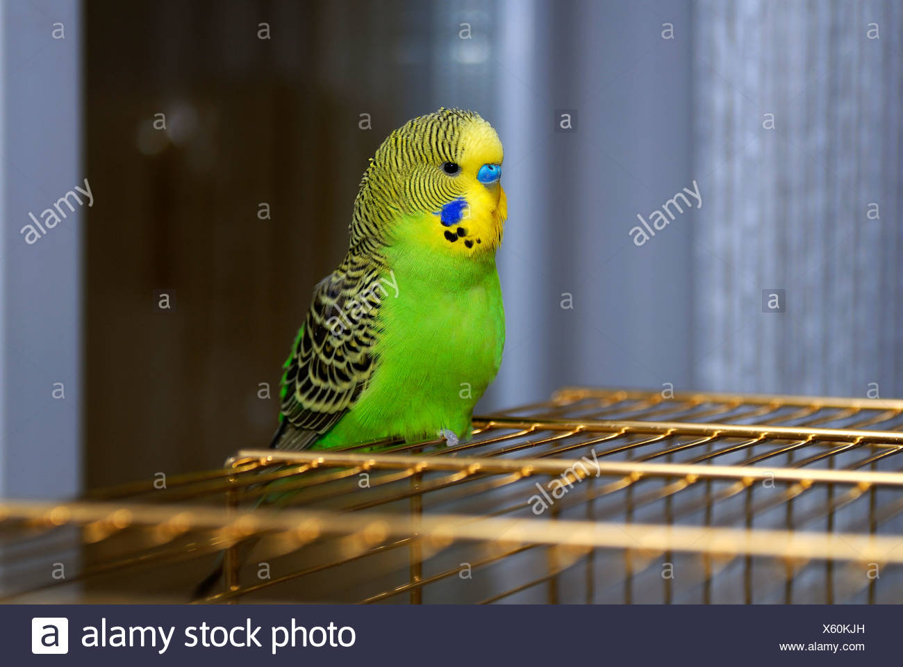 Green Budgies High Resolution Stock Photography and Images - Alamy