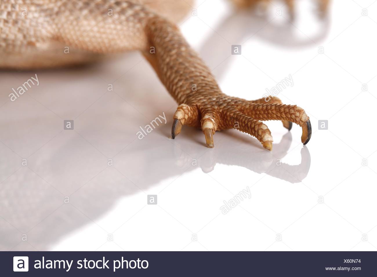 Bearded Dragon Leg High Resolution Stock Photography and Images - Alamy