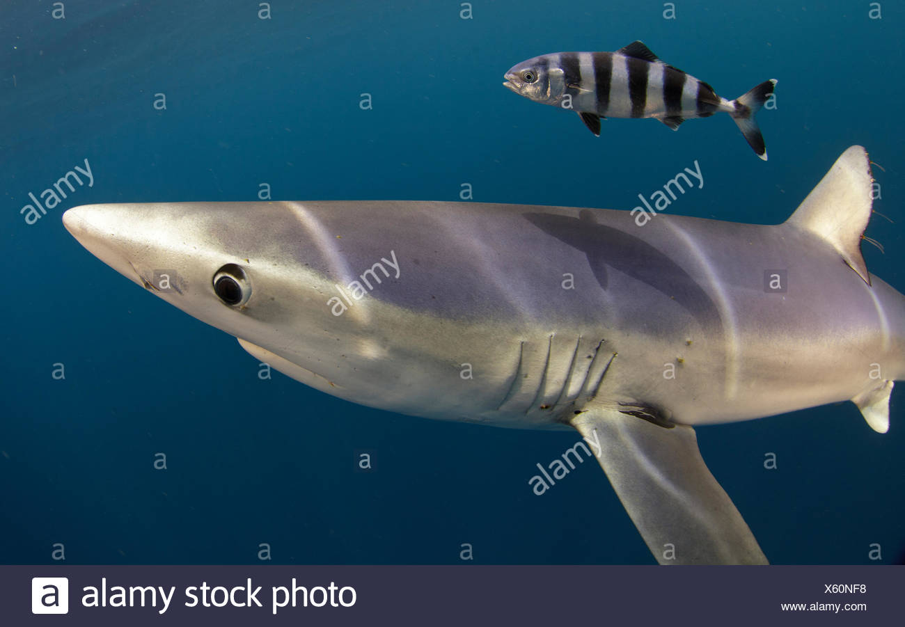 Big Jawed High Resolution Stock Photography and Images - Alamy