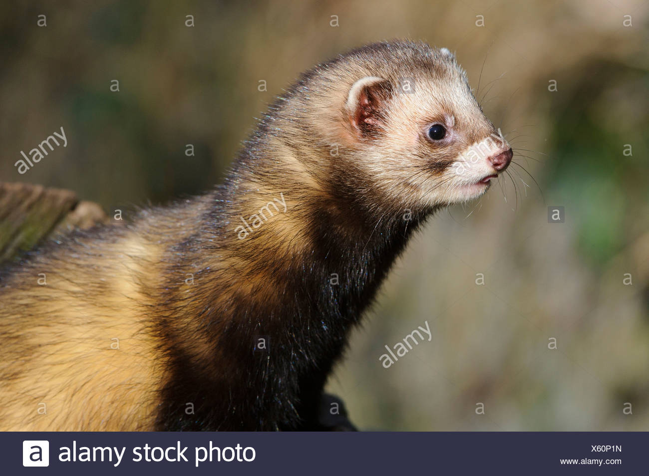 Ferret High Resolution Stock Photography and Images - Alamy