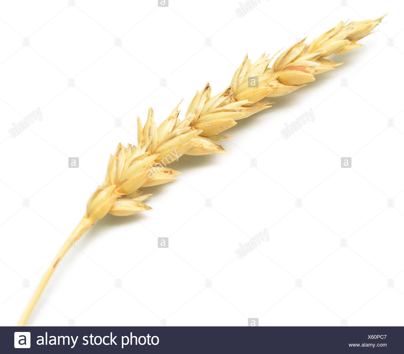 Wheat Stalk Cut Out Stock Images & Pictures - Alamy