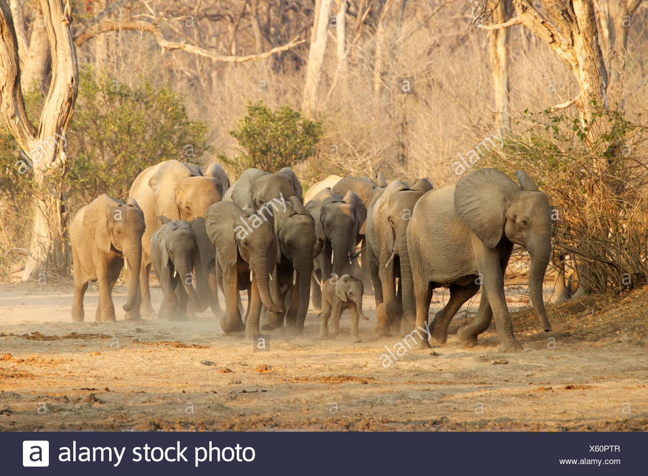 Elephants Moving High Resolution Stock Photography and Images - Alamy