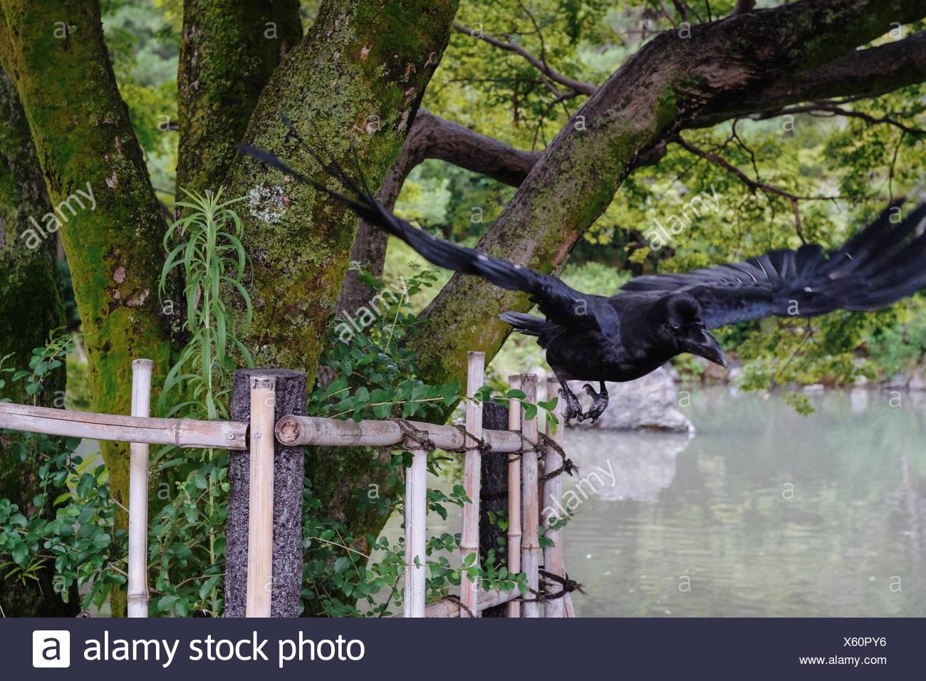 Raven Flying Stock Photos & Raven Flying Stock Images - Alamy