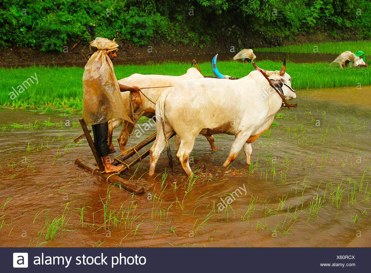 Water Buffalo Plowing High Resolution Stock Photography and Images - Alamy