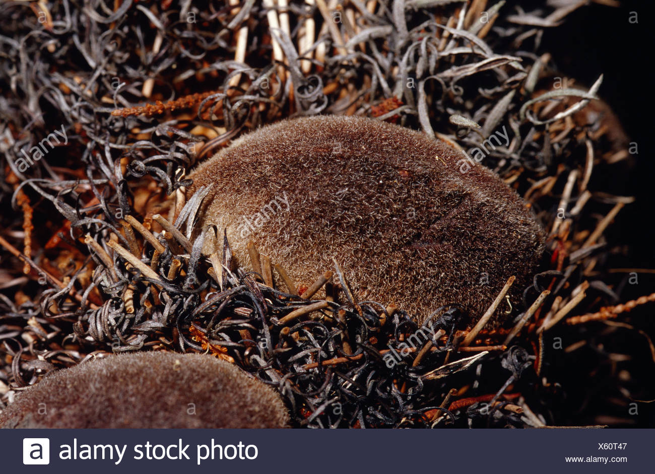 Banksia Fire Stock Photos & Banksia Fire Stock Images - Alamy