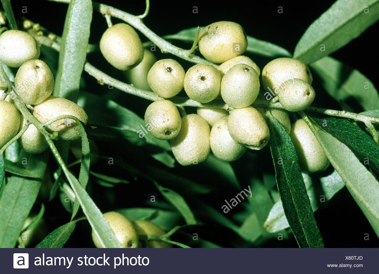 Silverberry Stock Photos & Silverberry Stock Images - Alamy