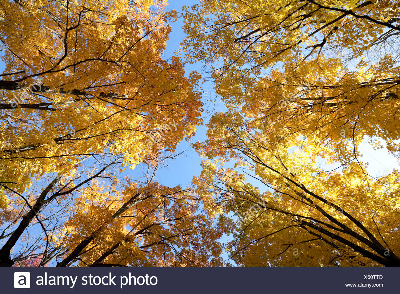 Tree Tops Stock Photos & Tree Tops Stock Images - Alamy