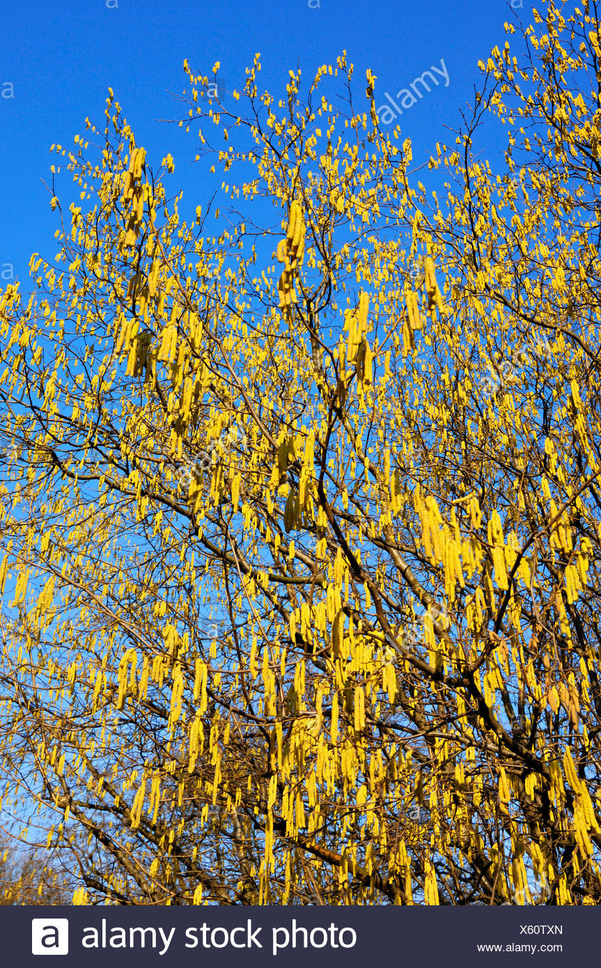 Hazelnut Bushes High Resolution Stock Photography and Images - Alamy