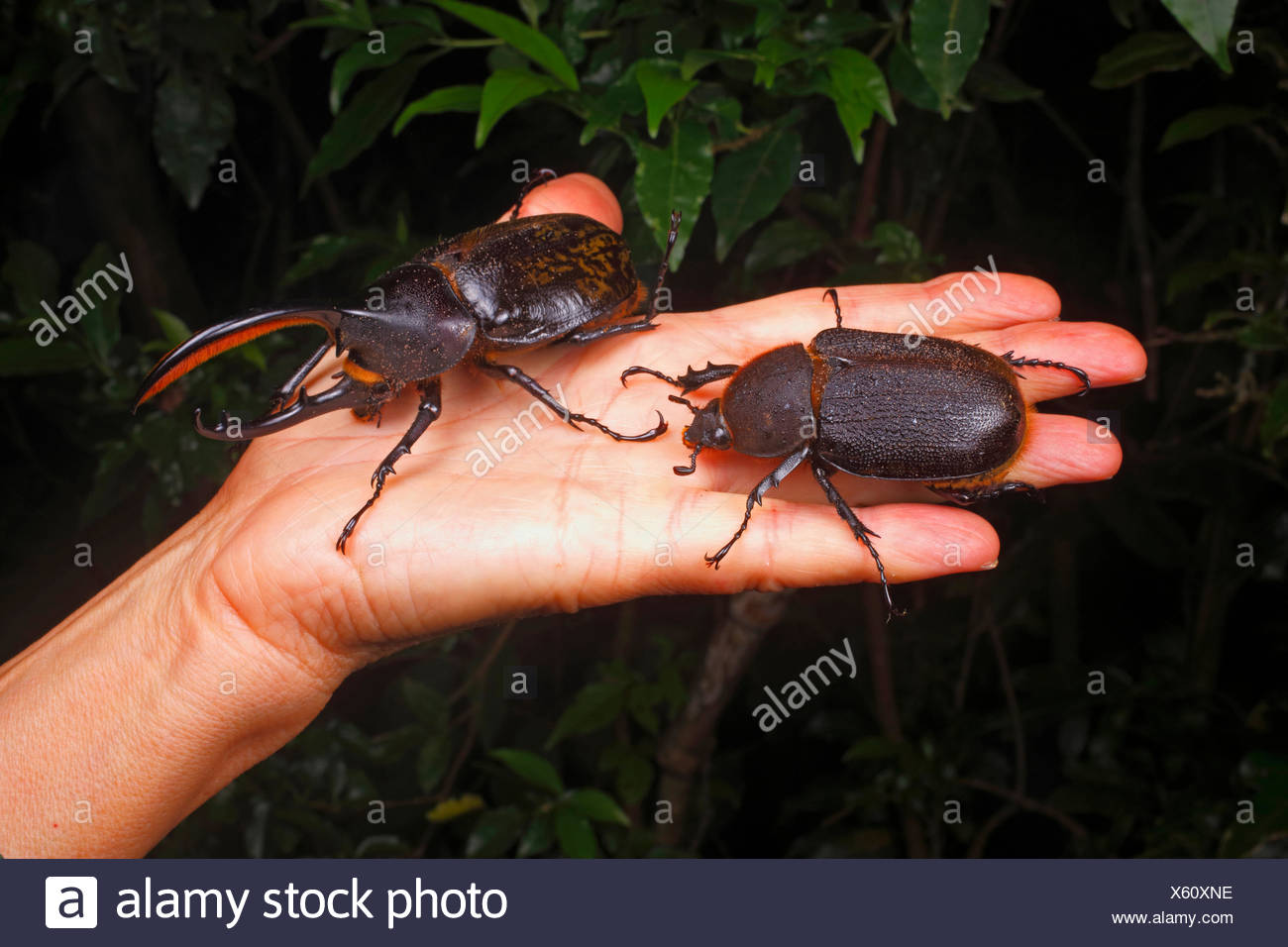 Beetles Costa Rica High Resolution Stock Photography and Images - Alamy