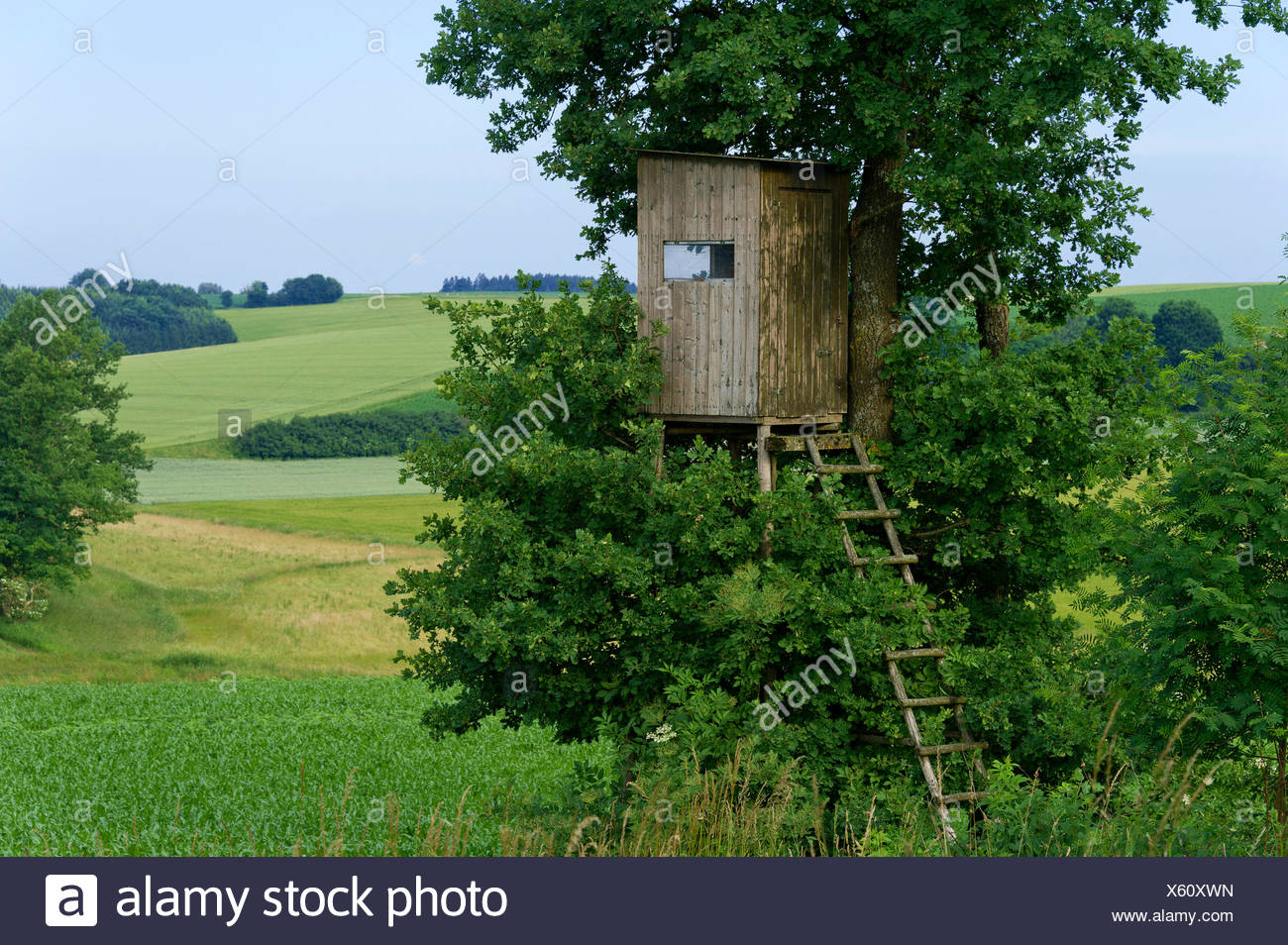 Tree Hide High Resolution Stock Photography and Images - Alamy