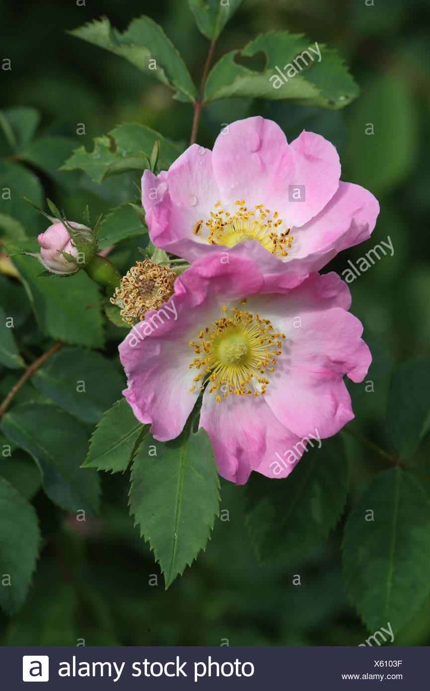 Alpine Rose High Resolution Stock Photography and Images - Alamy