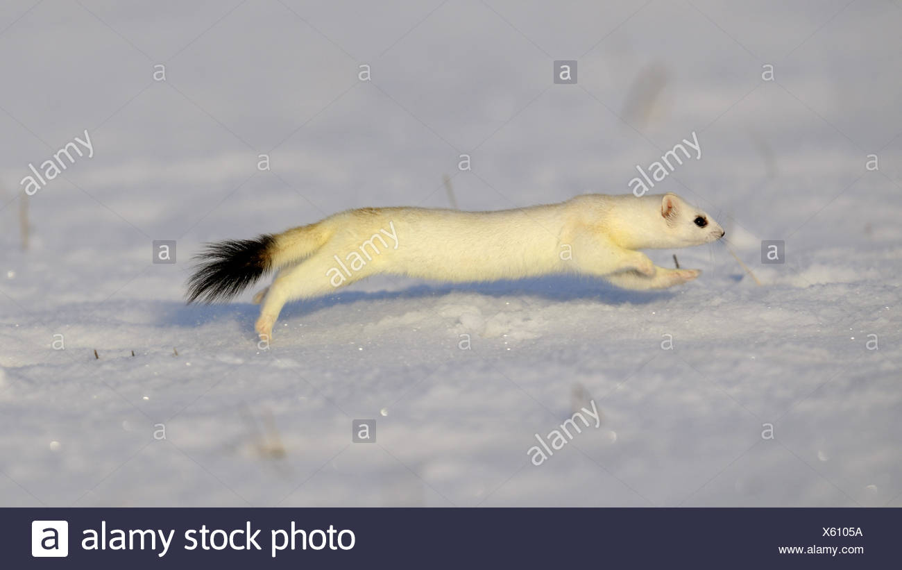 Ermine Snow High Resolution Stock Photography and Images - Alamy