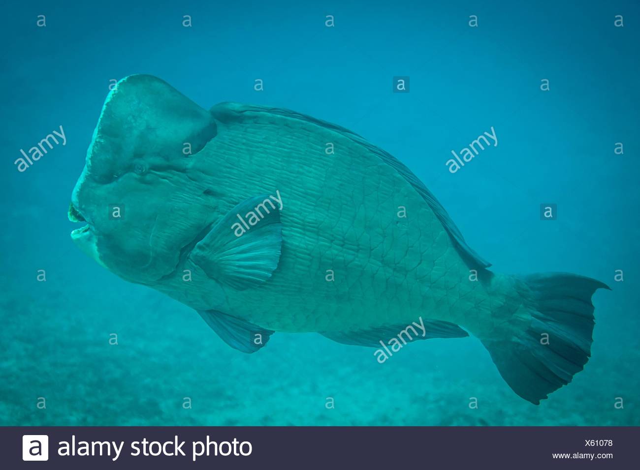 Parrot Fish Detail High Resolution Stock Photography and Images - Alamy