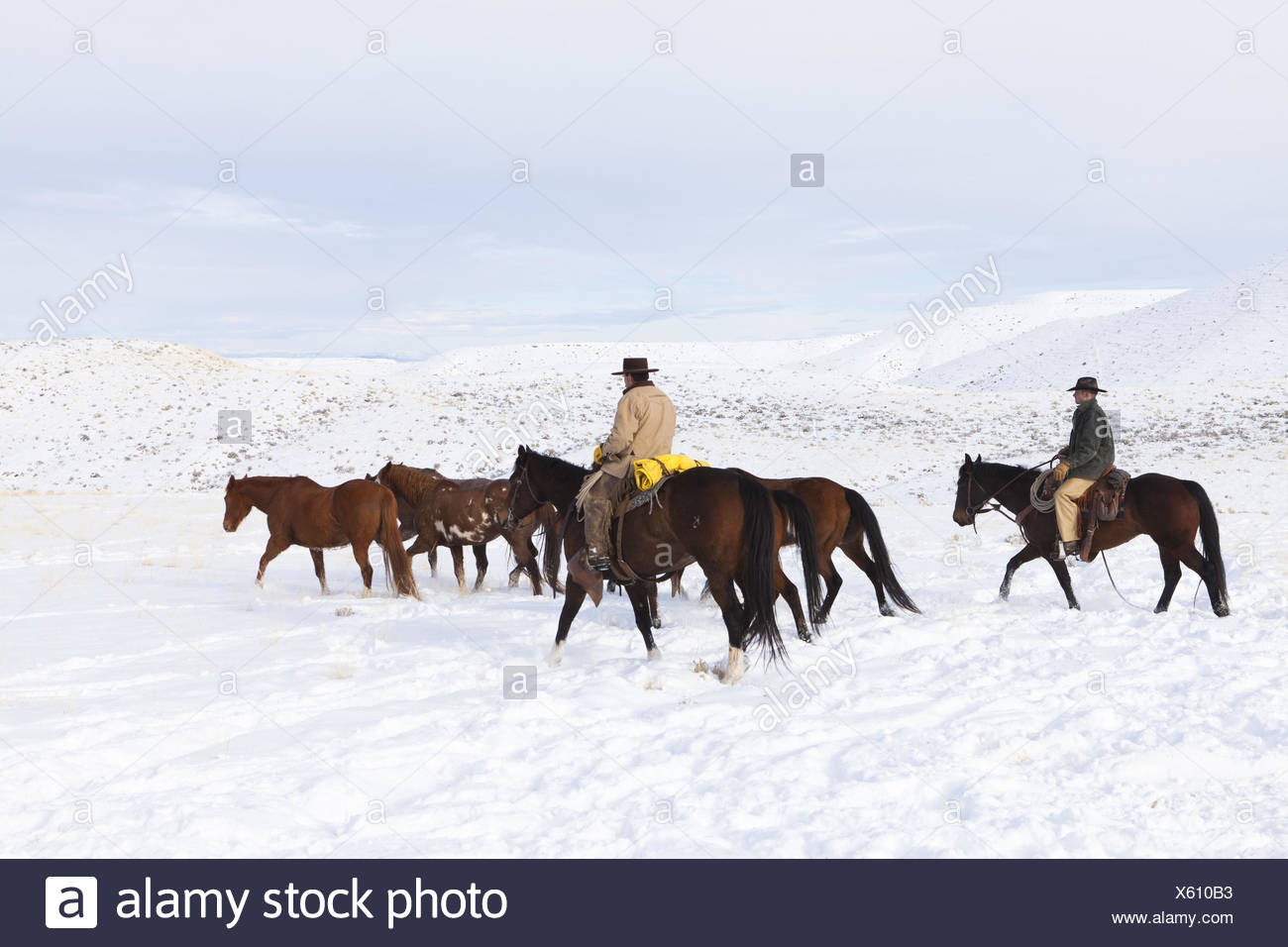 Cowboy Driving Horses Stock Photos & Cowboy Driving Horses Stock Images ...